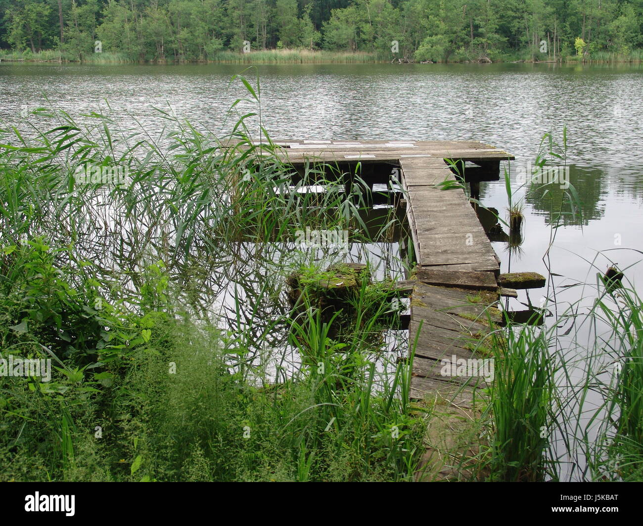 tree trees wood reed ailing bridge canvas fresh water lake inland water ...