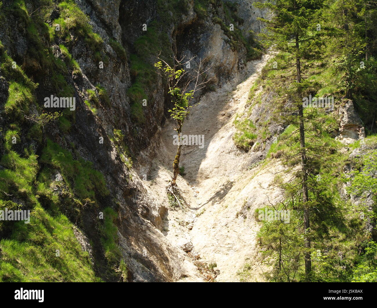 stairs tree trees mountains bridge hike go hiking ramble rock bavaria ...