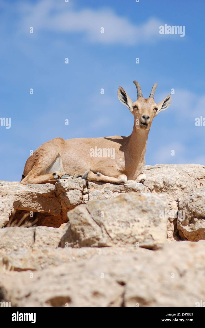 animal animals portrait animal portrait dryness wildlife dry dried up ...