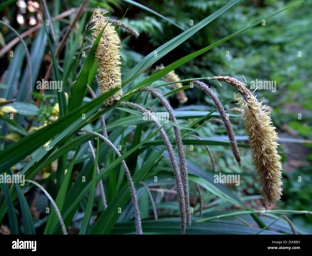 Pendula carex pendula hi-res stock photography and images - Alamy