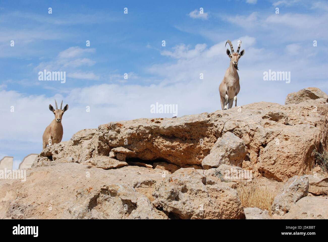 animal animals portrait animal portrait dryness wildlife dry dried up ...