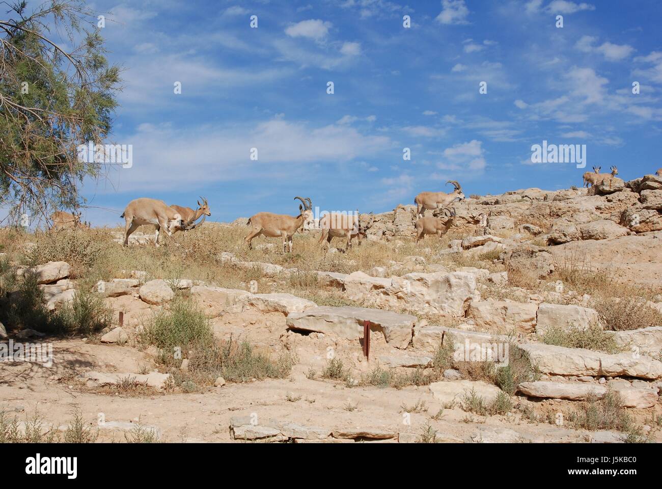 animal animals portrait animal portrait dryness wildlife dry dried up ...