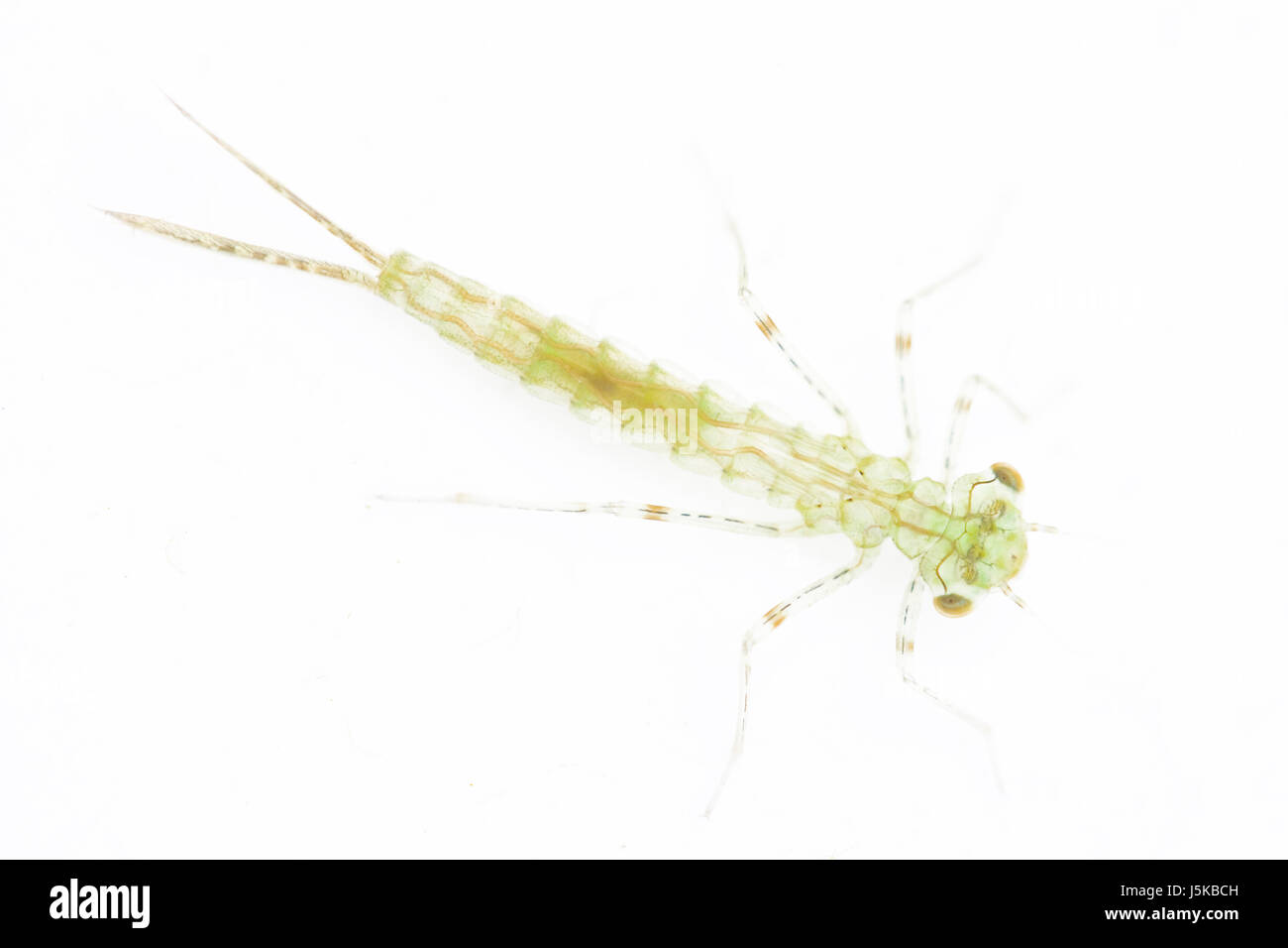 Stonefly larva hi-res stock photography and images - Alamy