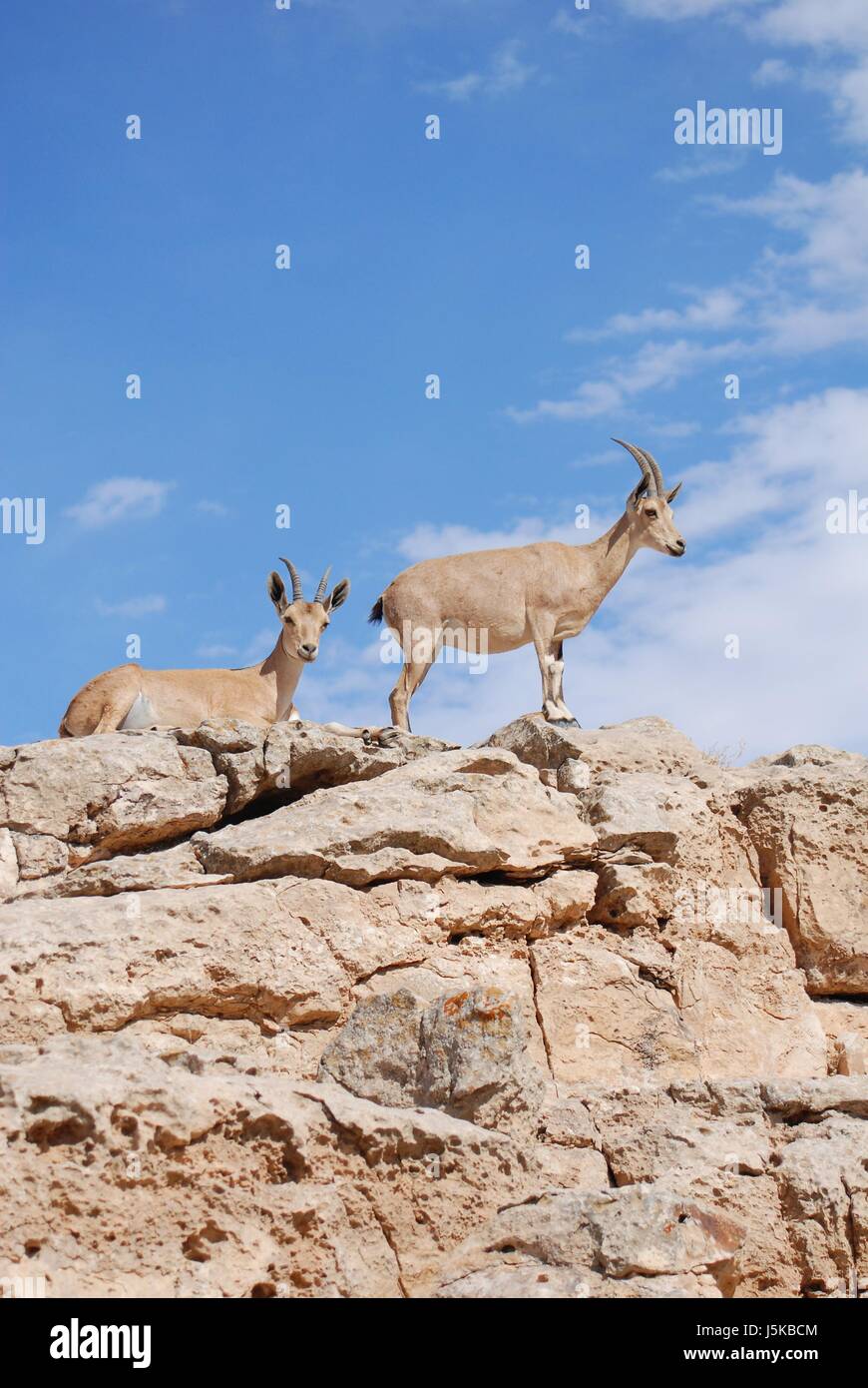 animal animals portrait animal portrait dryness wildlife dry dried up ...
