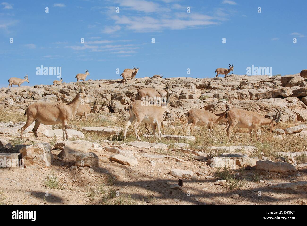 animal animals portrait animal portrait dryness wildlife dry dried up ...