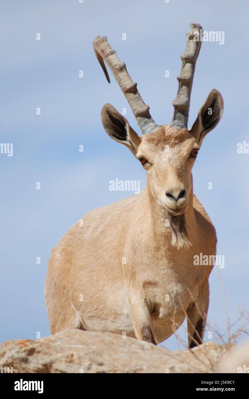 animal animals portrait animal portrait dryness wildlife dry dried up ...