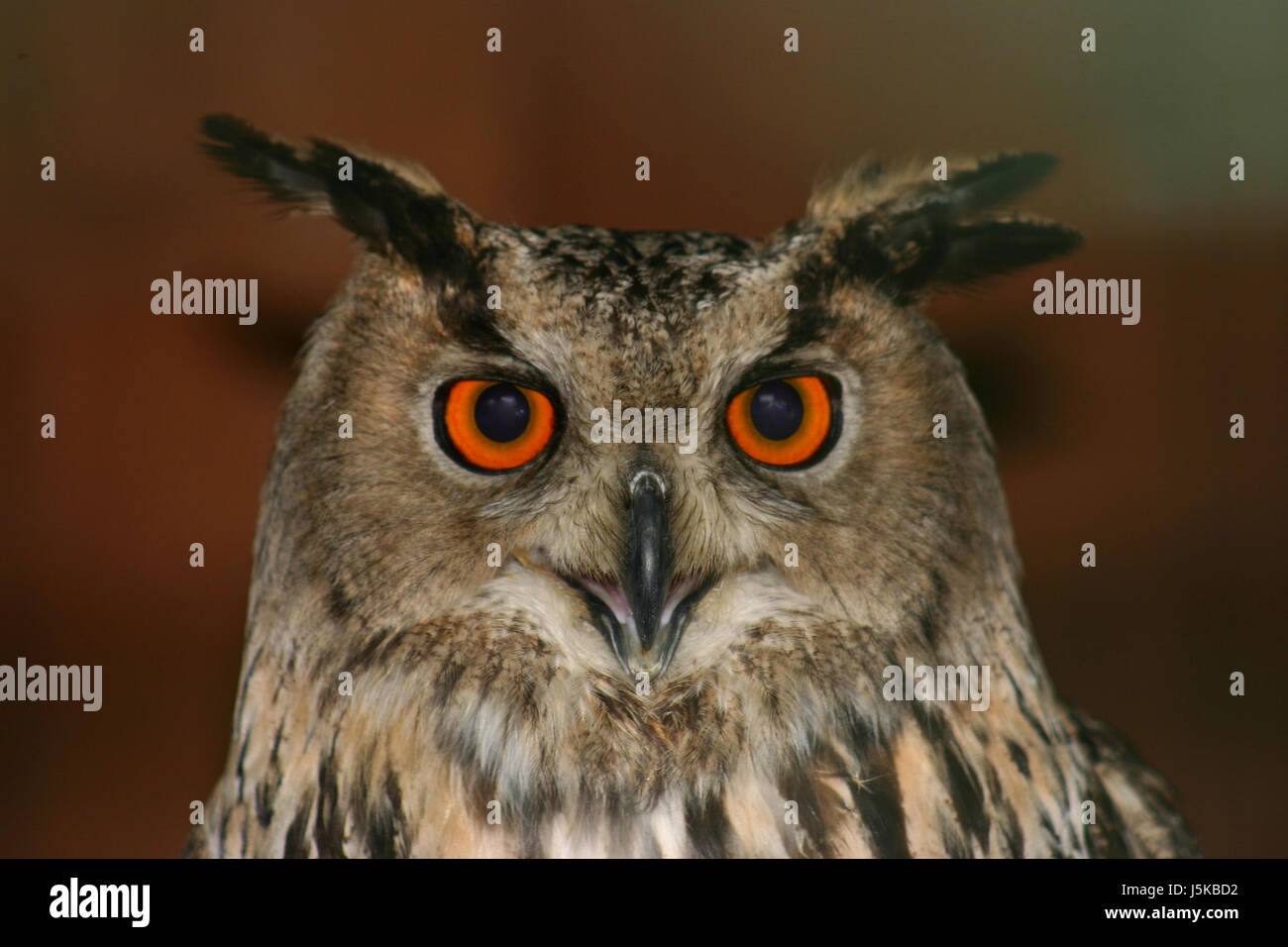 animal watchful animal portrait eyes look glancing see view looking ...