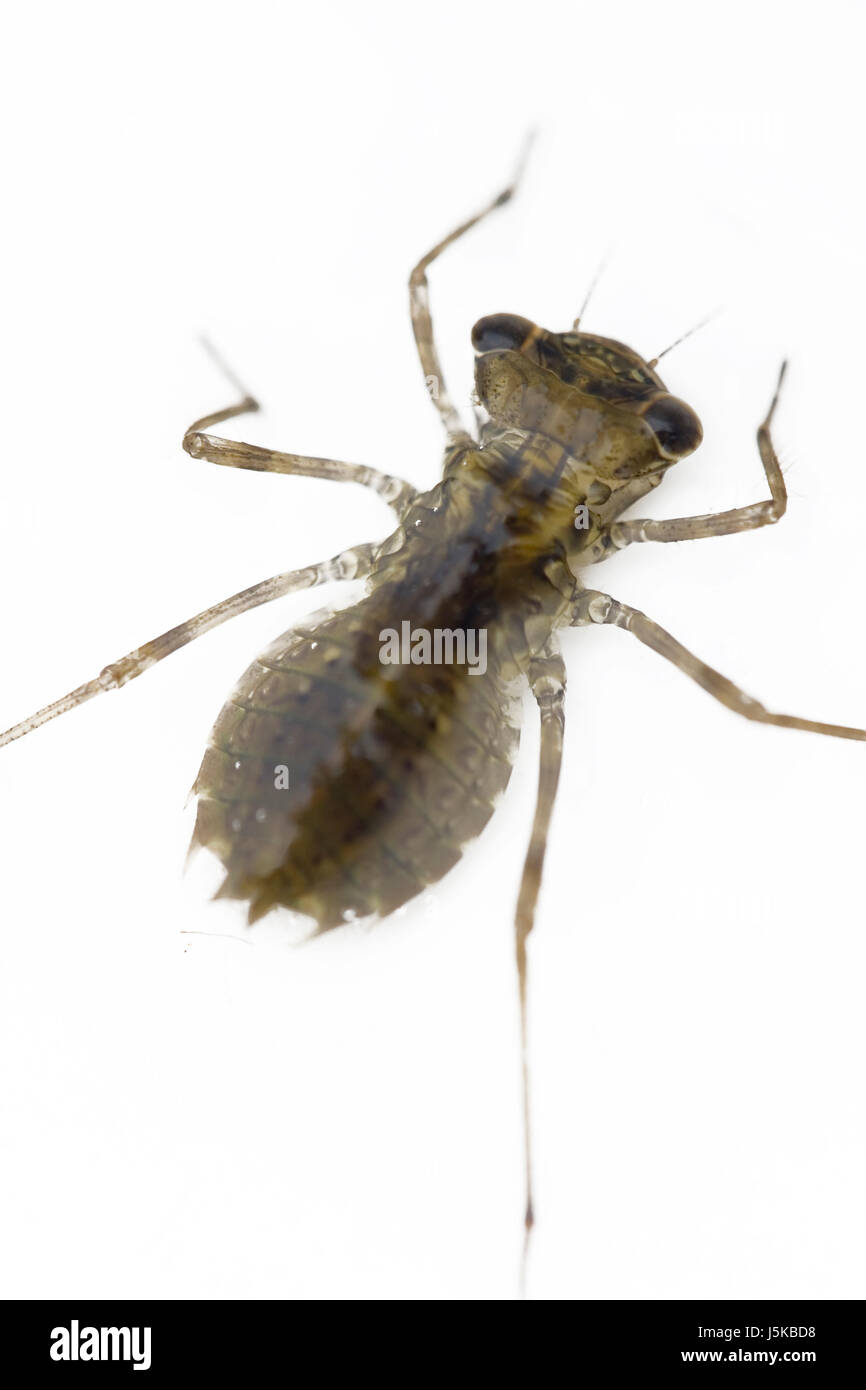 dragonfly larva of common darter Stock Photo - Alamy
