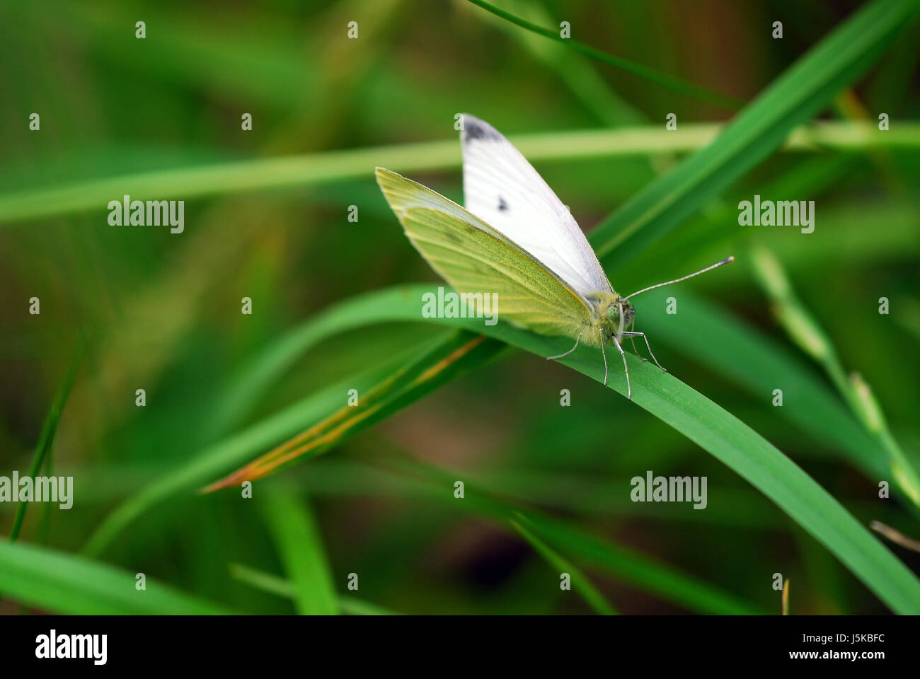 animal insect insects butterfly animals blank european caucasian wing ...
