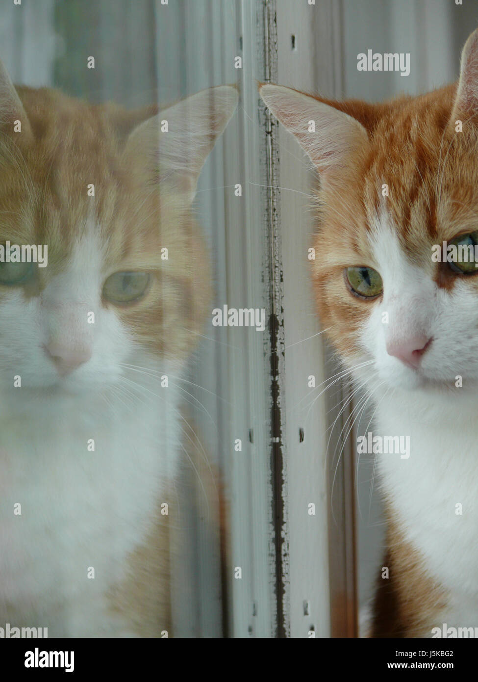 animal window porthole dormer window pane eyes ears look glancing see ...