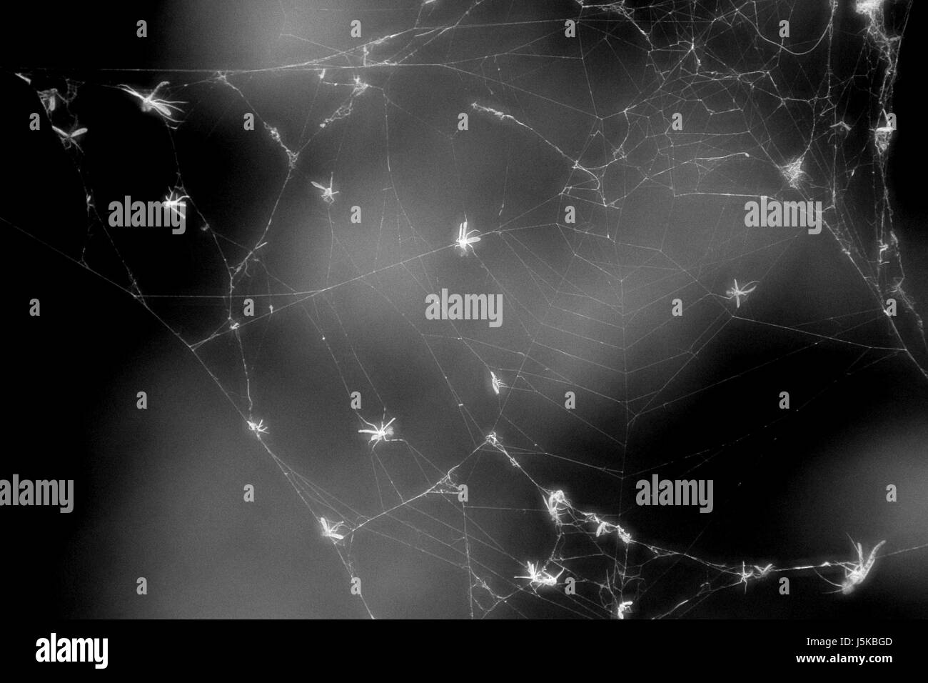 insects spider net prey booty brakes grasshopper midges cobweb spiders ...