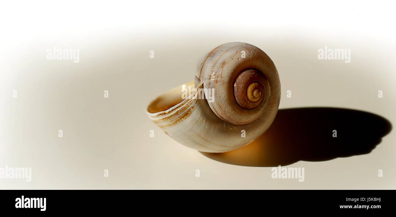 house building beach seaside the beach seashore shell blank european ...