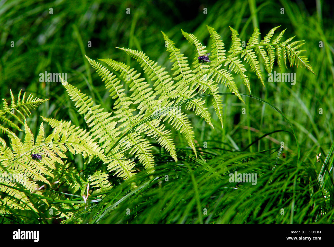 Farnbltter hi-res stock photography and images - Alamy