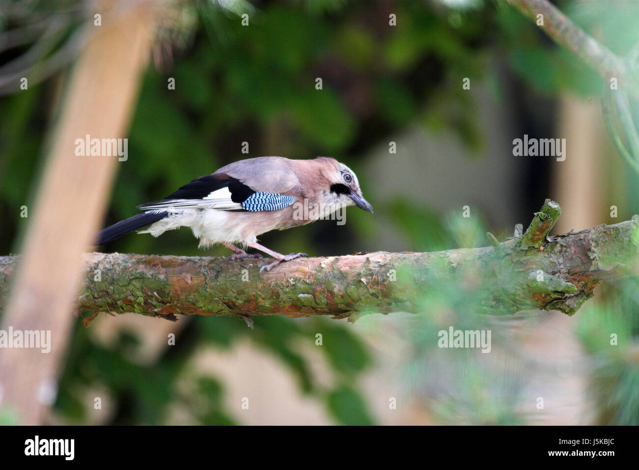 beak feathering wildlife bar singing-bird bobolinks jay put sitting sit ...