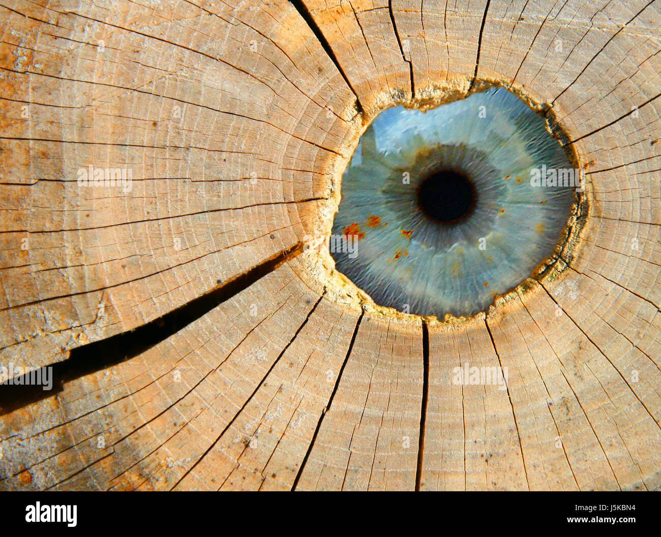 wood eye organ look glancing see view looking peeking looking at pupil ...