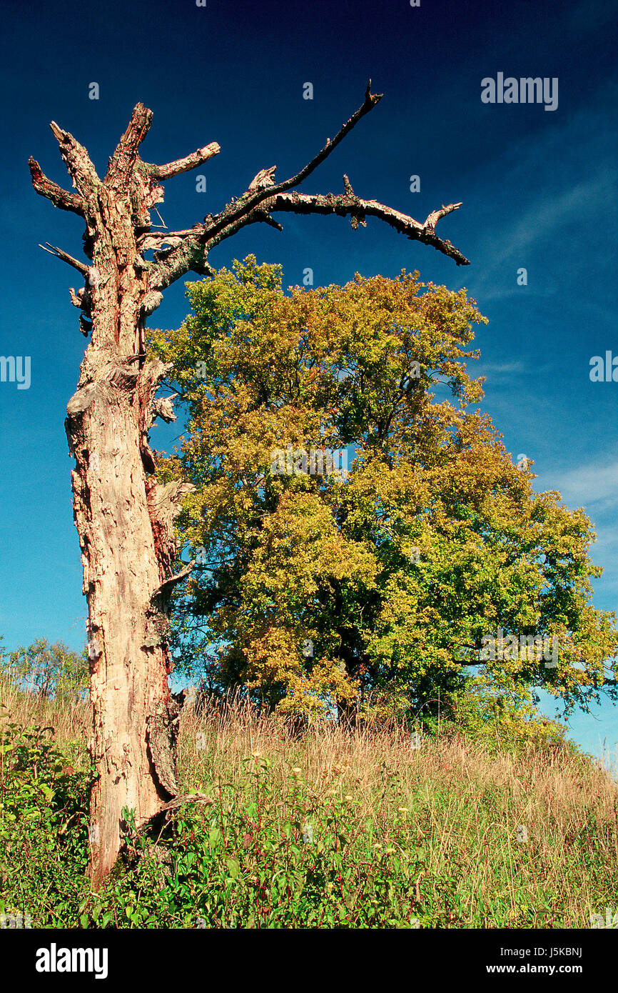 dead and alive Stock Photo - Alamy