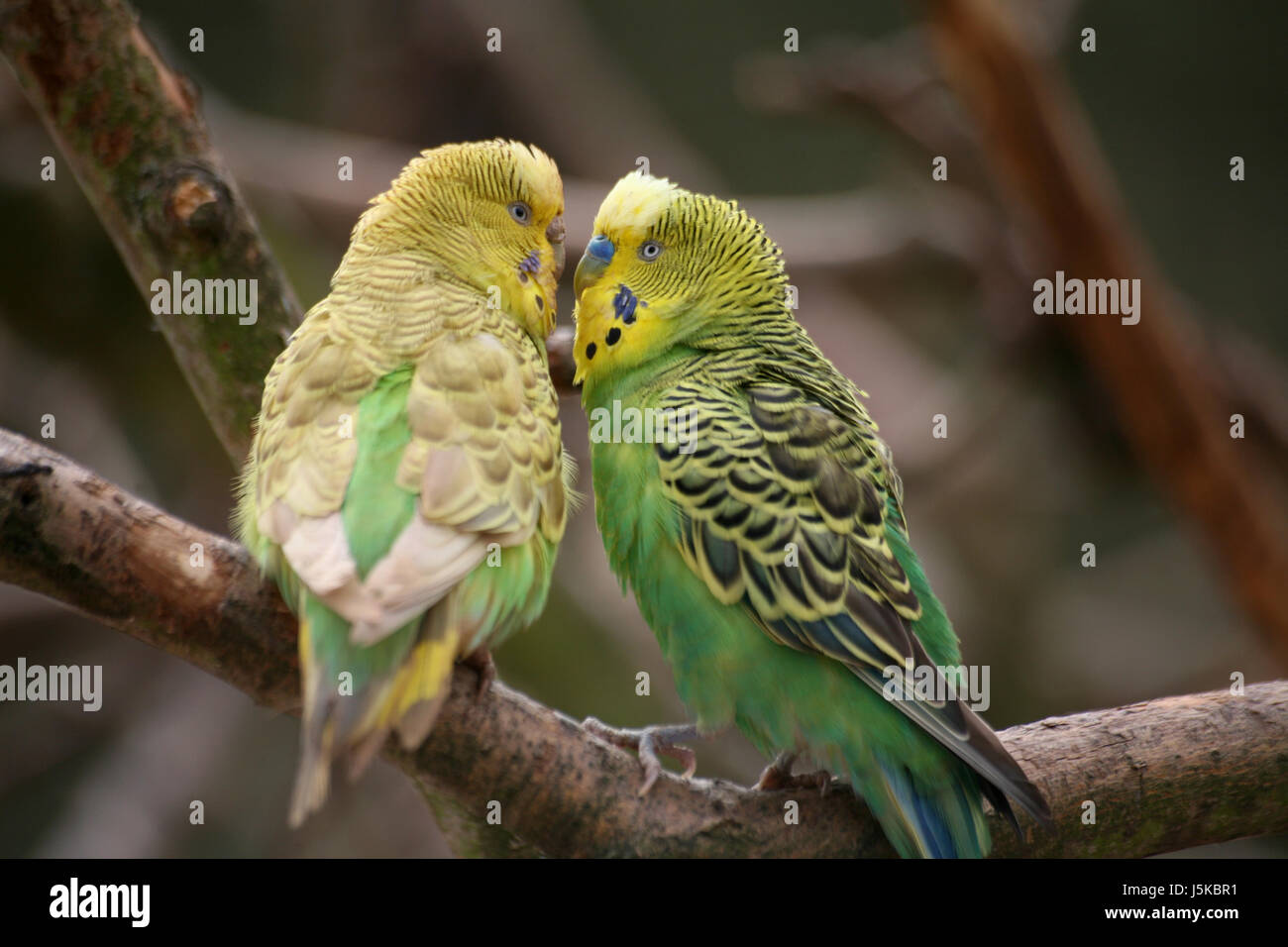 pet bird birds australia budgerigar parakeet australian parrot ...
