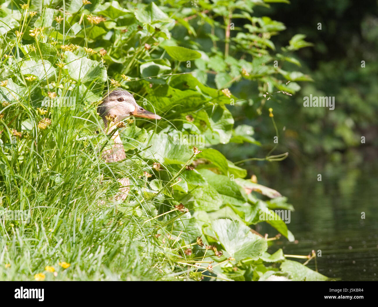 wait waiting plant green look glancing see view looking peeking looking ...