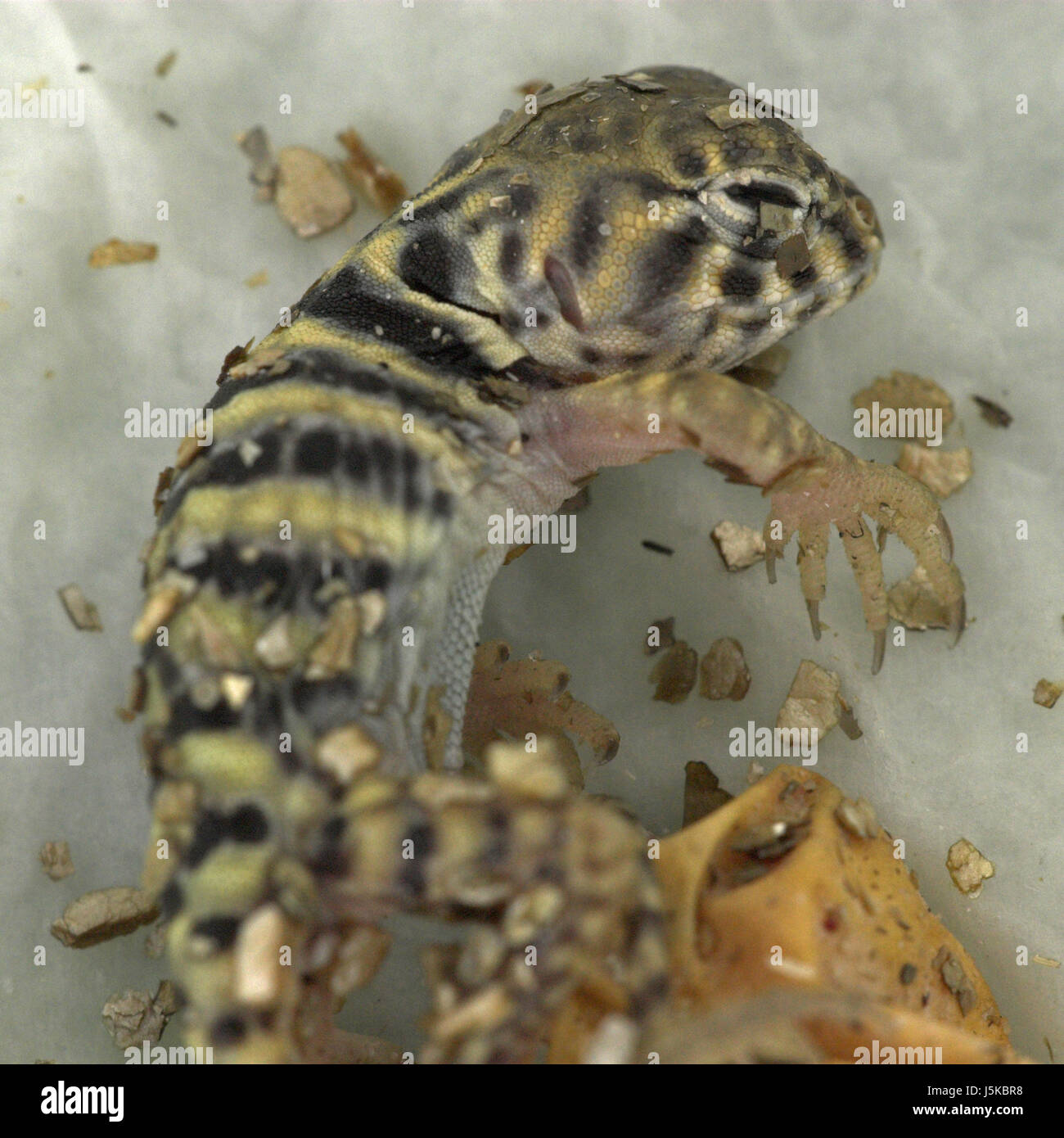 Insektivor hi-res stock photography and images - Alamy