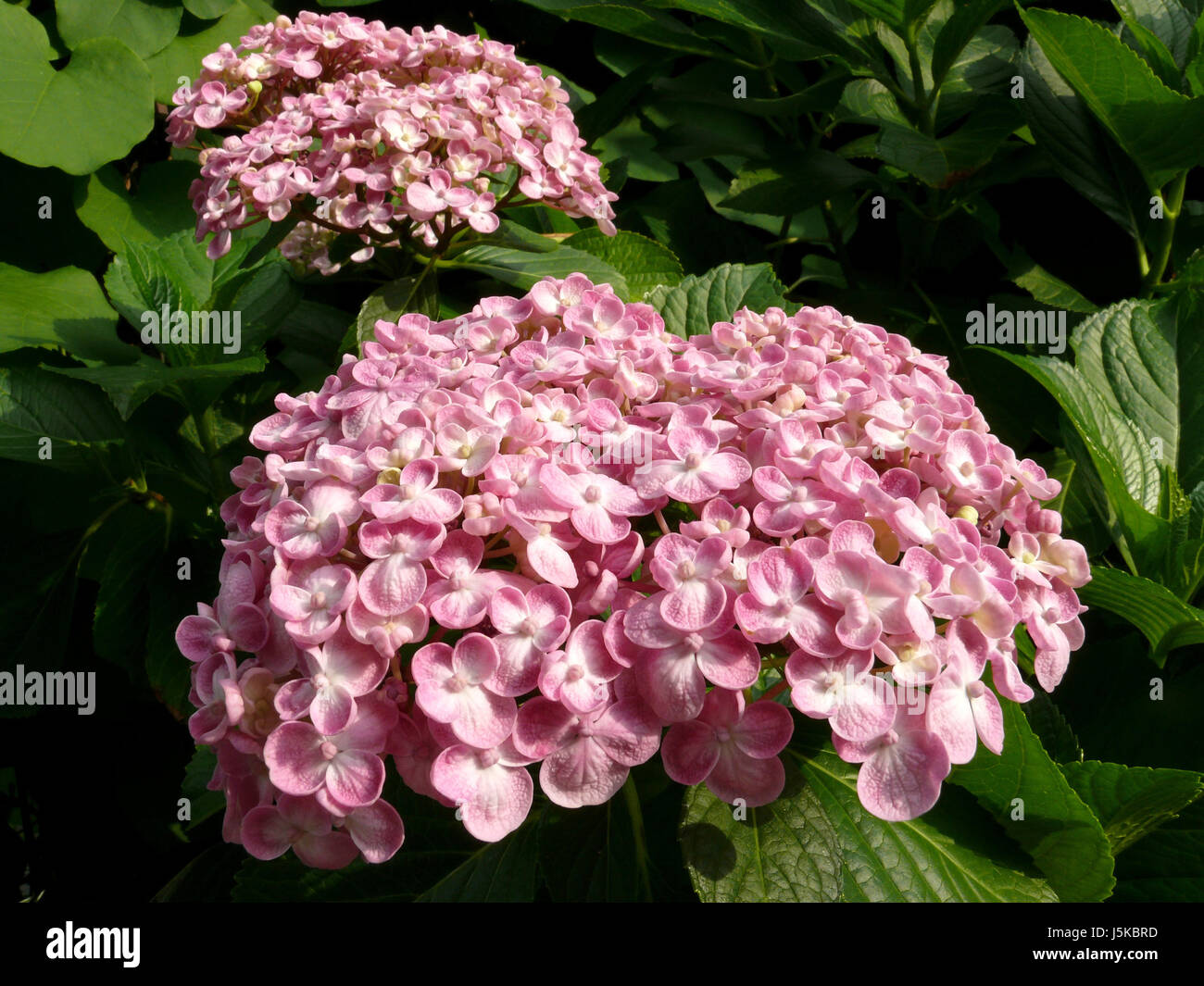 hydrangea macrophylla ayesha Stock Photo - Alamy