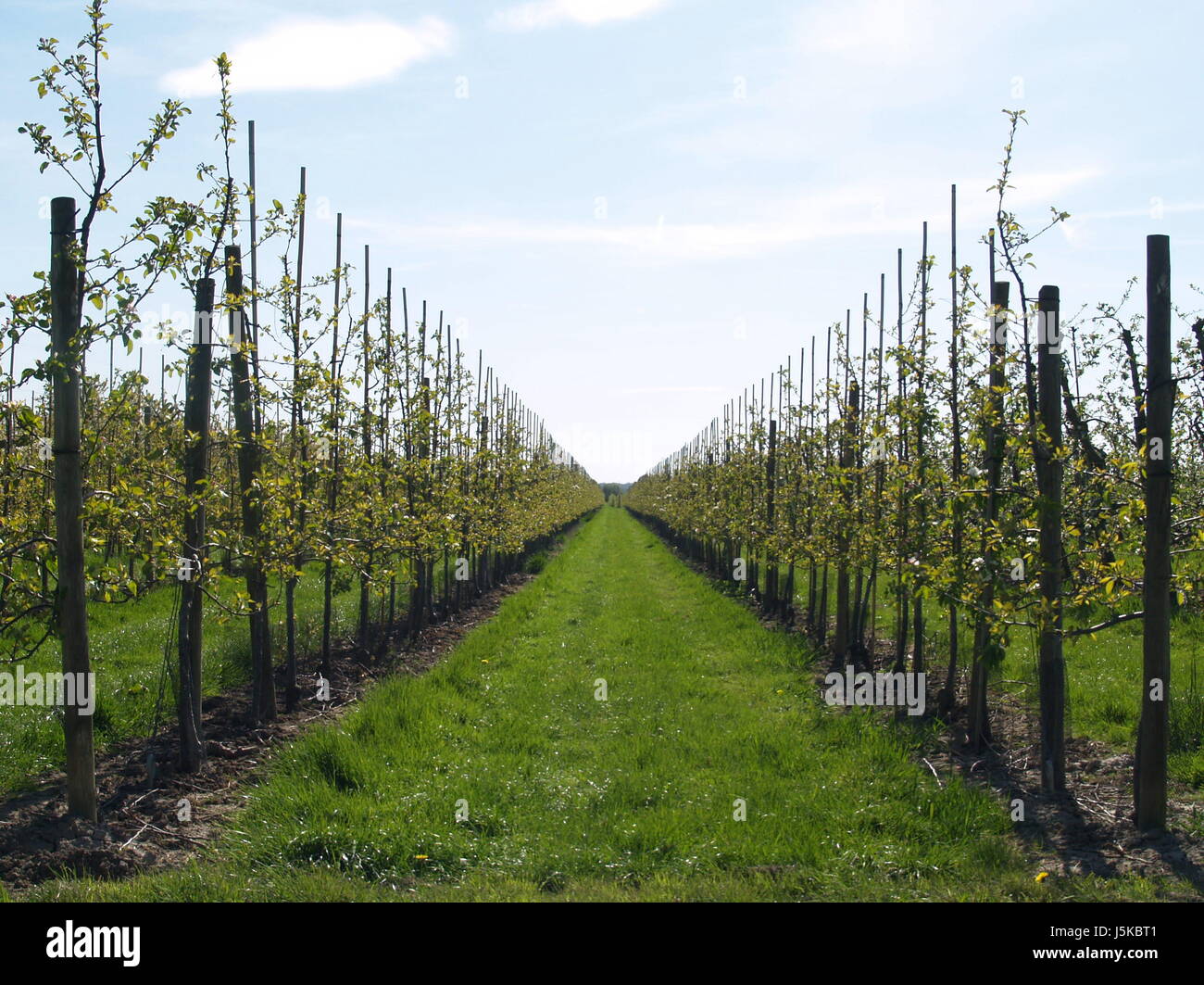 rows of apple trees with depth Stock Photo - Alamy