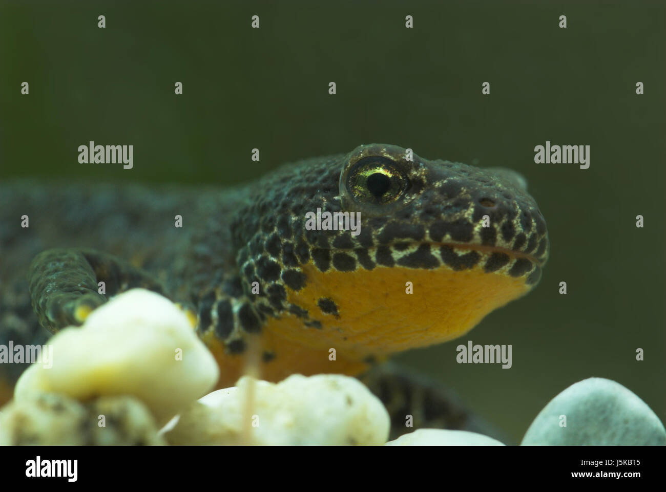 amphibian eye organ look glancing see view looking peeking looking at ...