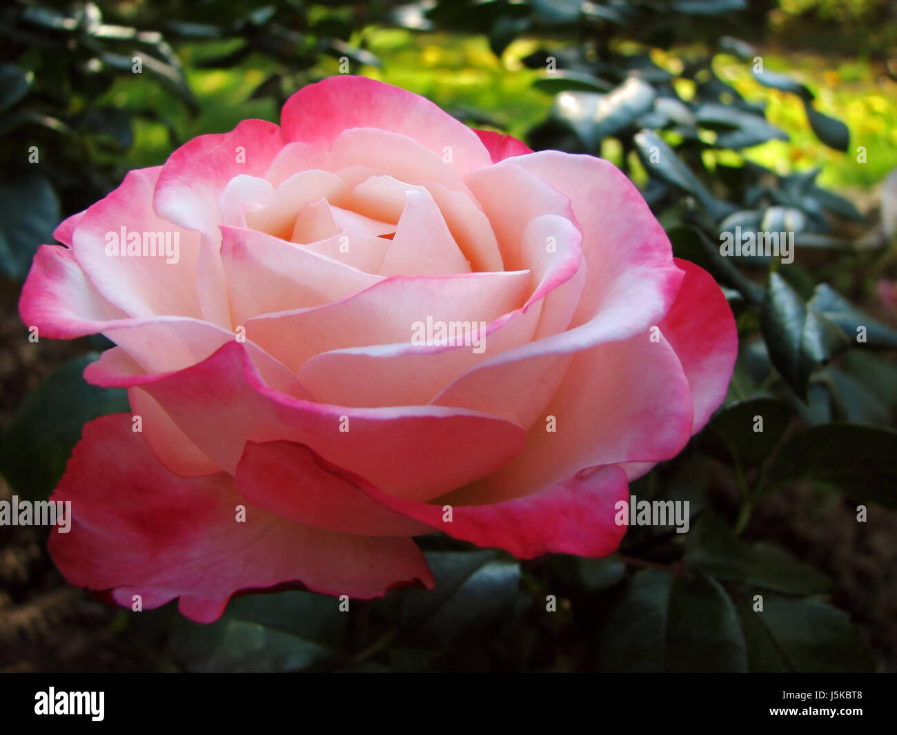 pink red roses Stock Photo - Alamy