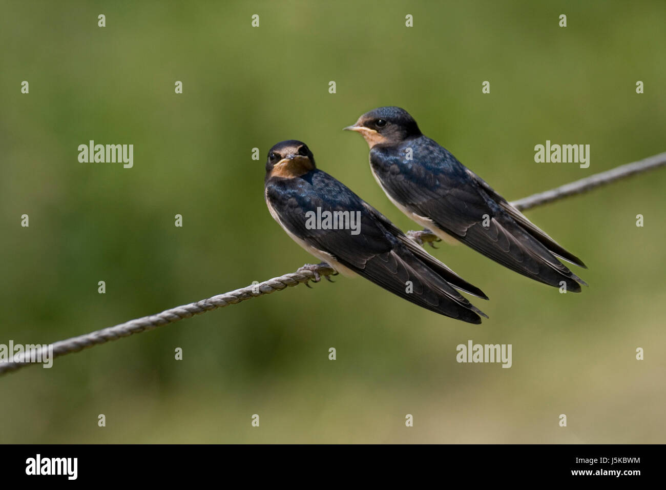 protected sheltered bird animals agriculture farming birds feathers ...