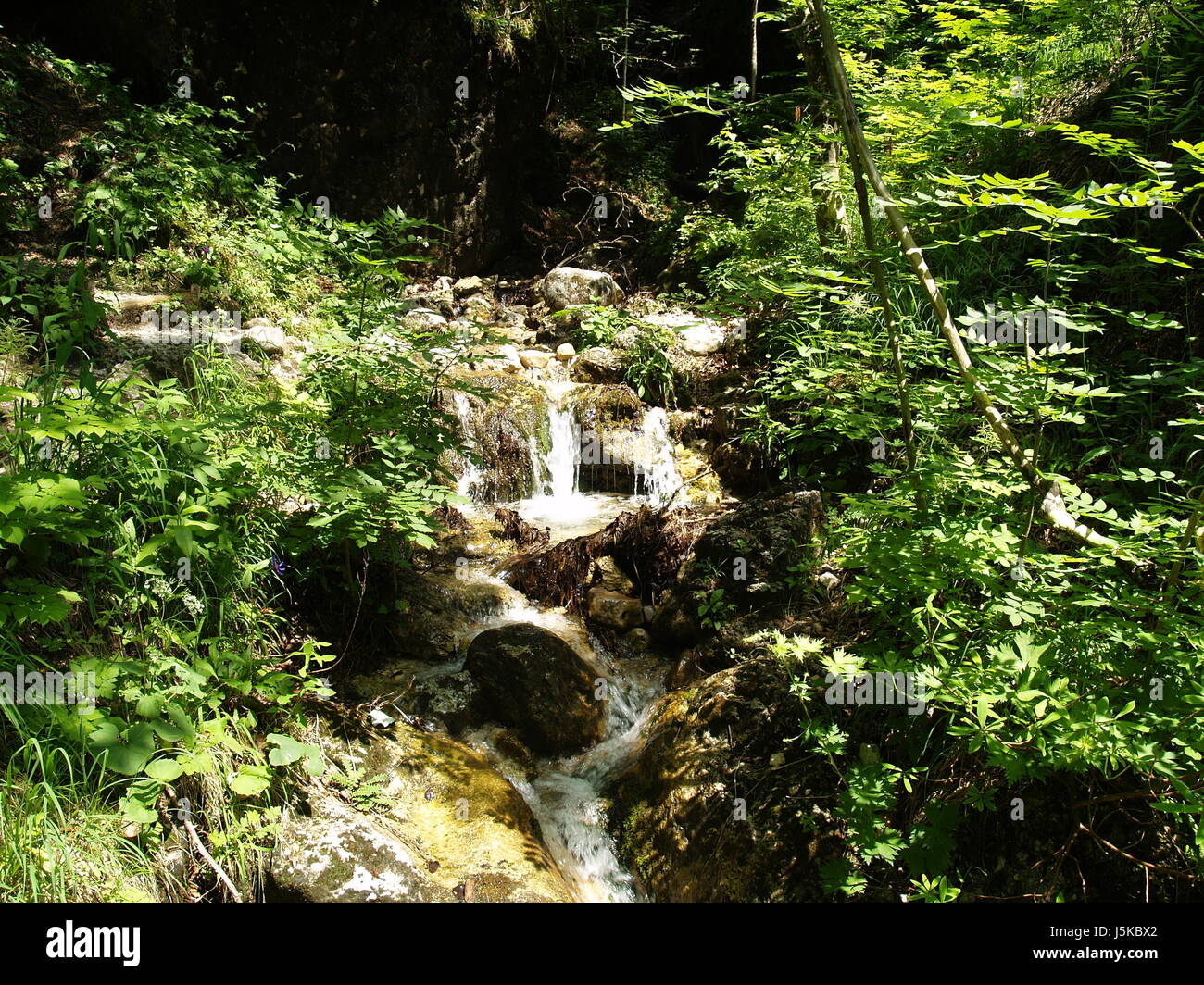 stairs tree trees mountains bridge hike go hiking ramble rock bavaria ...