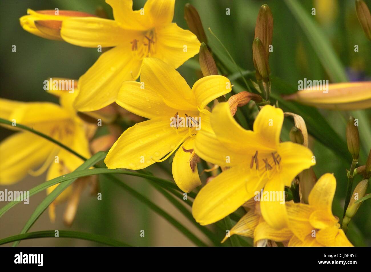 yellow lilies 2 Stock Photo - Alamy