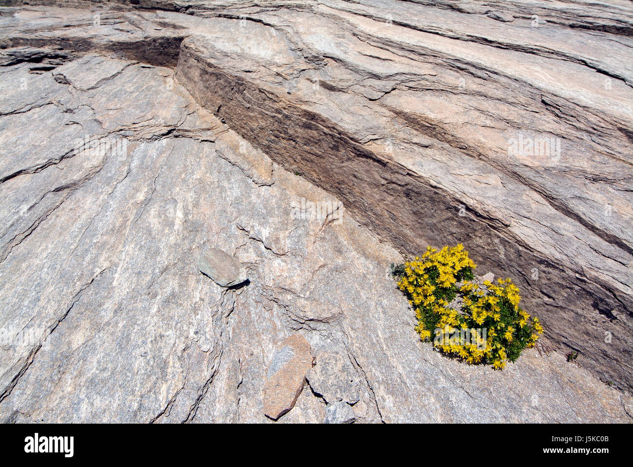stone fight fighting national park alps austrians flower flowers plant ...