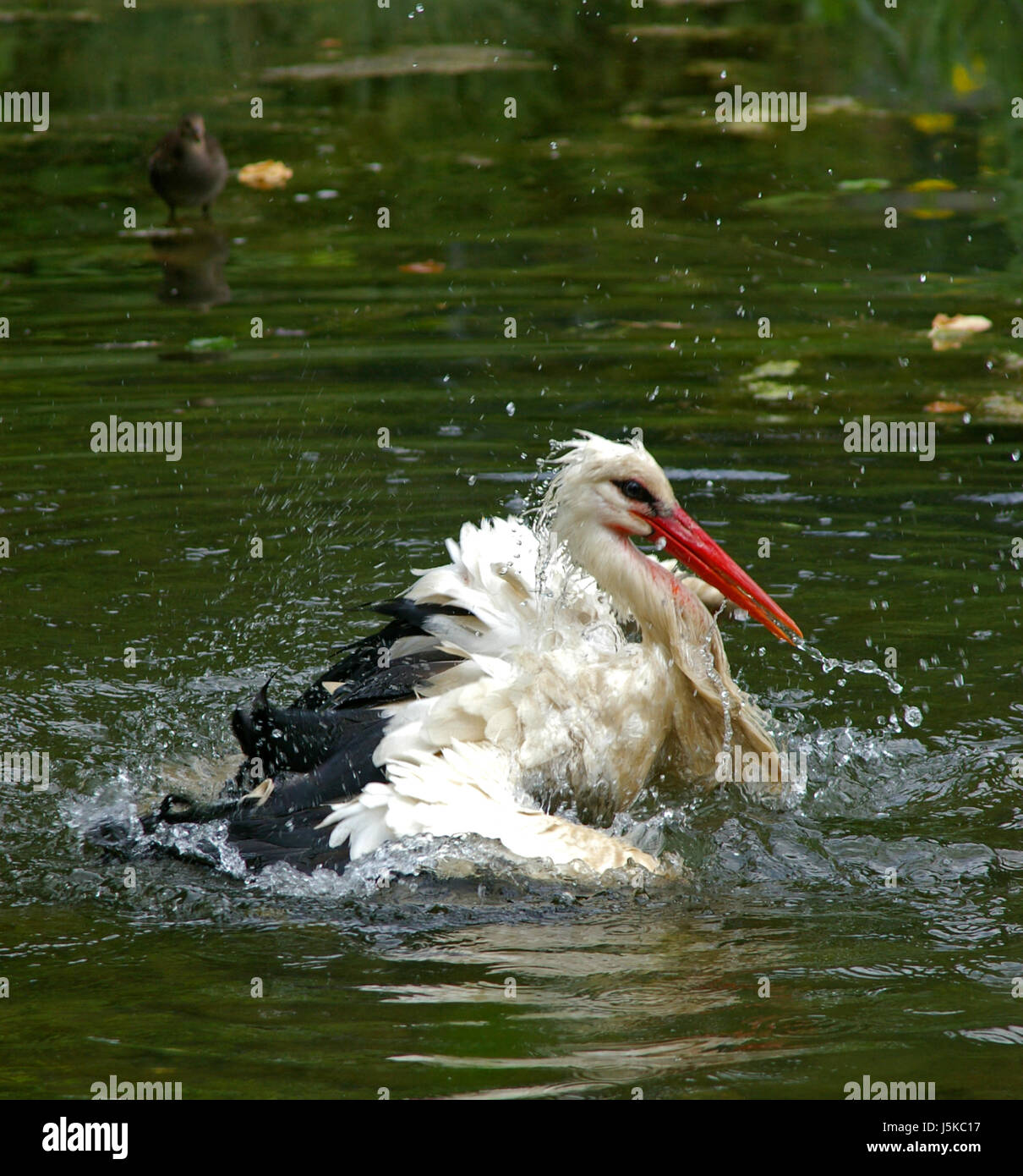 beak stork feathering cooling beaks public baths swimming pool open air ...
