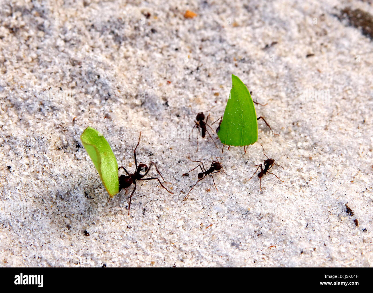 leaf cutter ants Stock Photo - Alamy