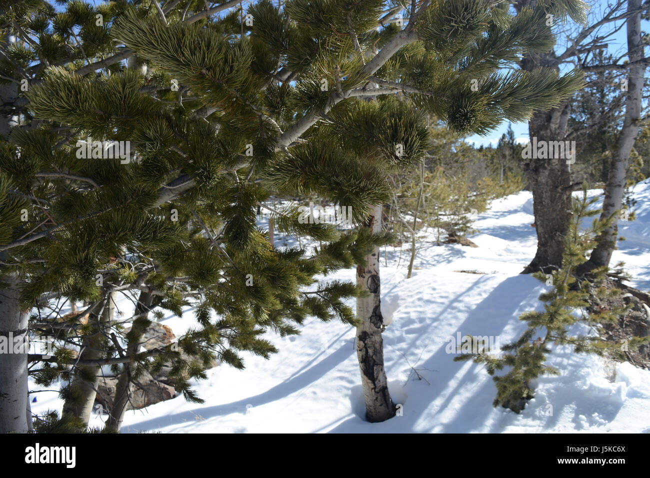 Evergreen tree scape hi-res stock photography and images - Alamy