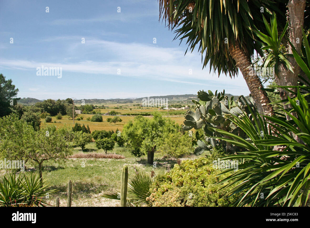 blue tree trees green mallorca distance width depth depths palms palm ...
