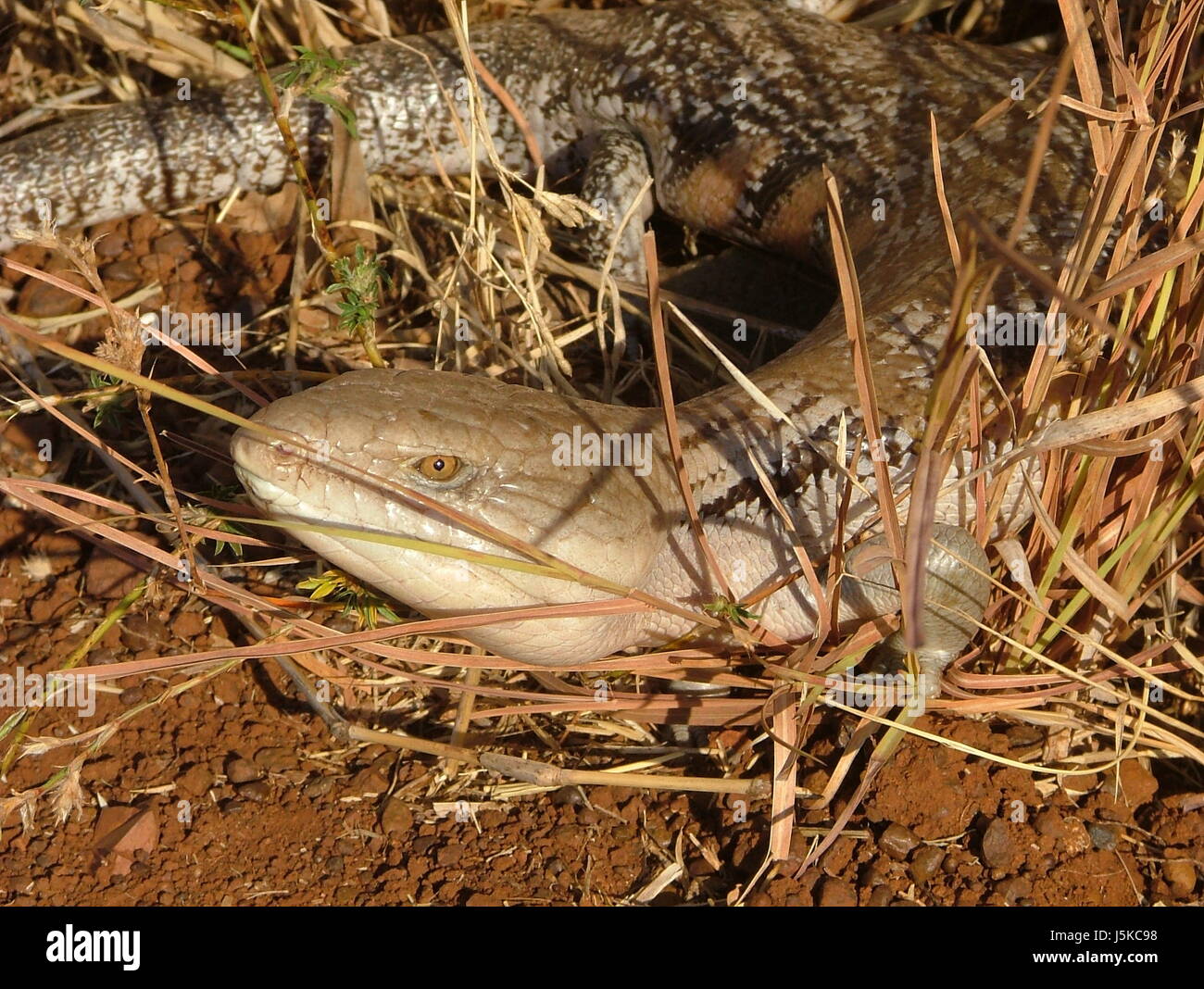 amphibian lizard saurian australia wildlife crawler wild animal ...