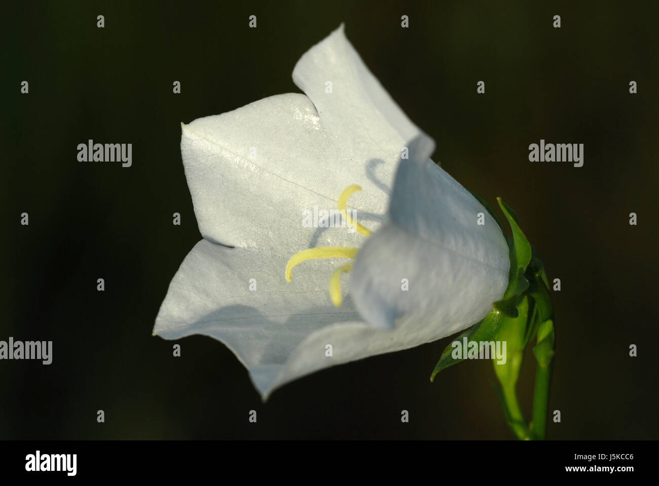 plant flower wild flowers bell bellflower bowingbells plants ...