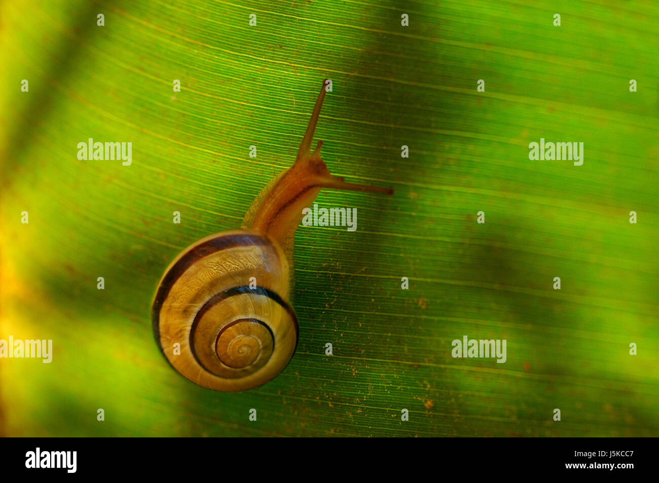 house building green brown brownish brunette locomotion spring snail ...