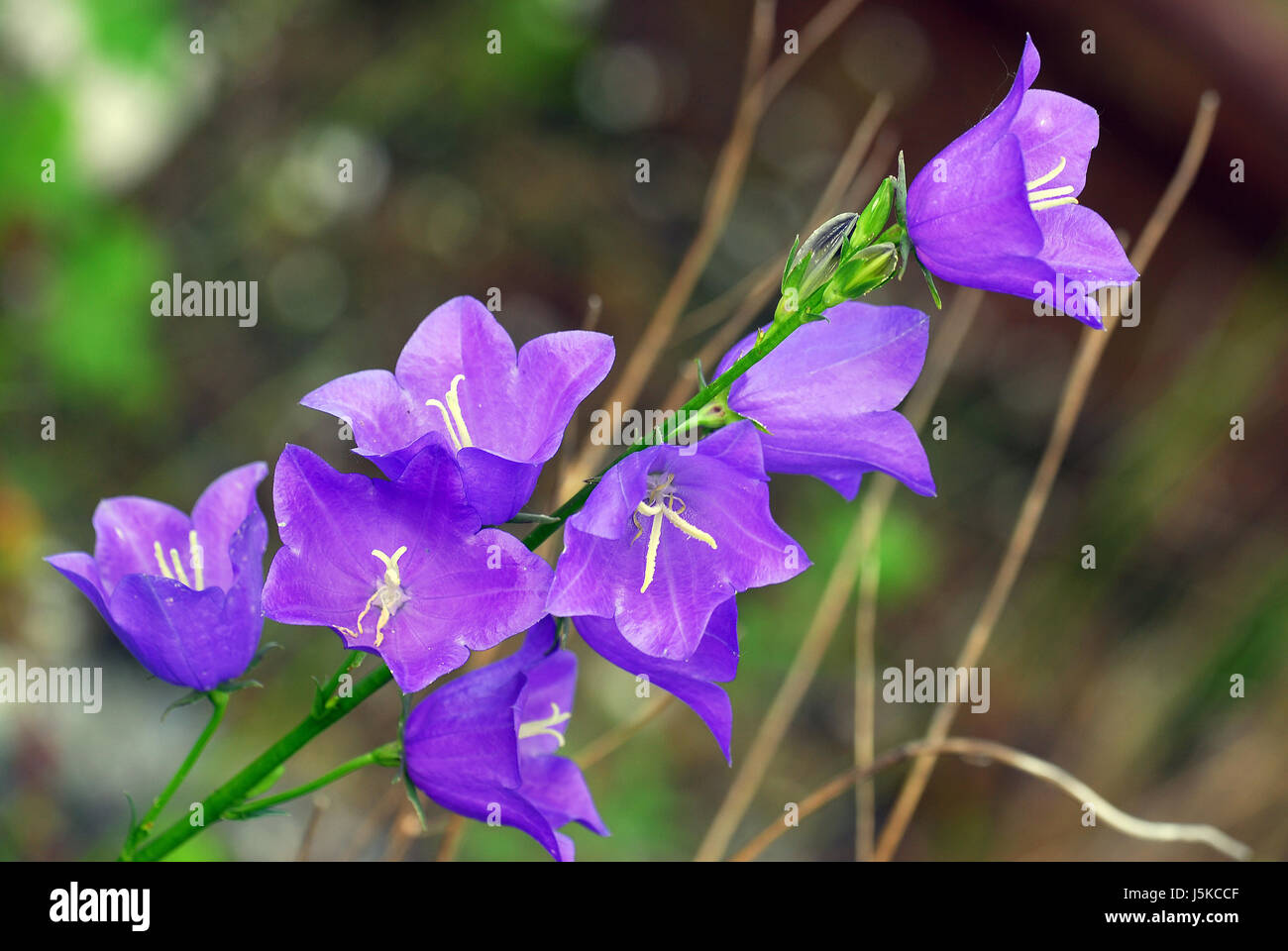 plant flower wild flowers bell bellflower bowingbells plants ...