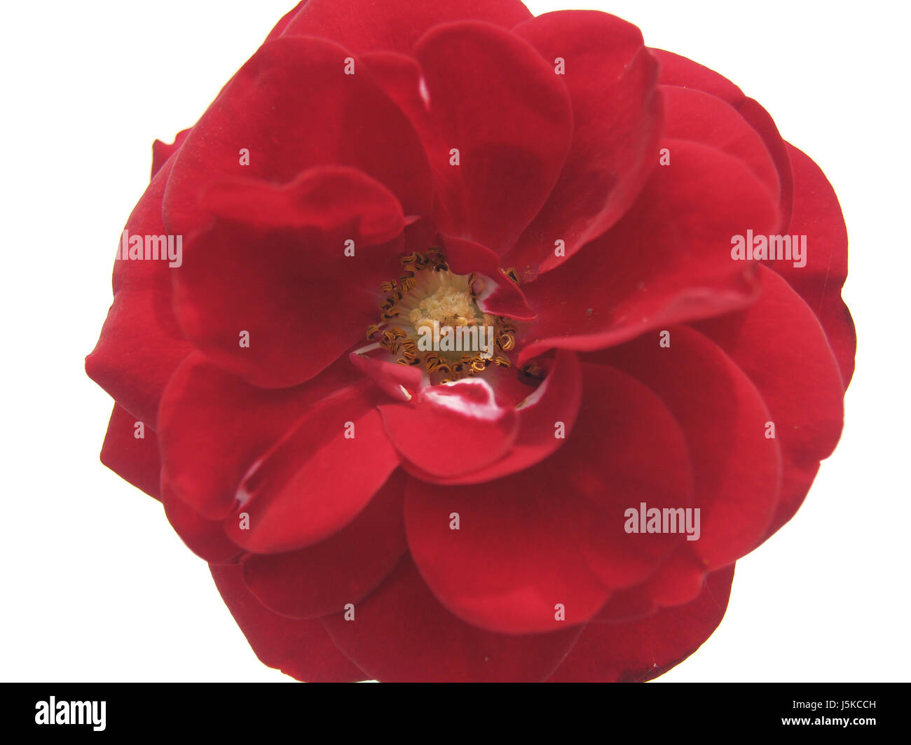 park garden flower plant rose bloom blossom flourish flourishing roses ...