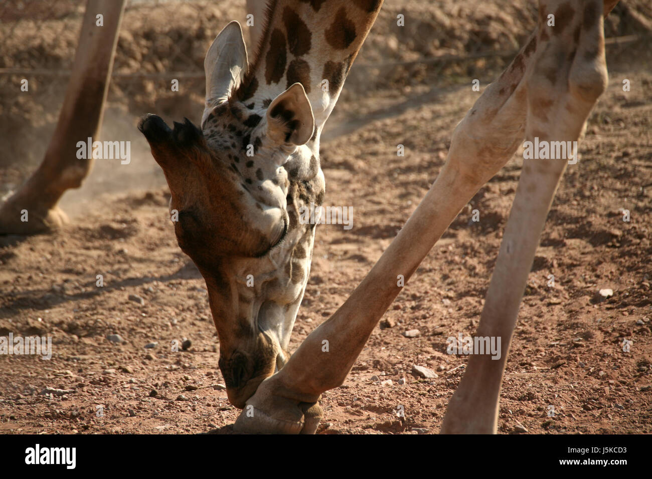 animal mammal africa savannah steppe giraffe giraffes spotted african ...