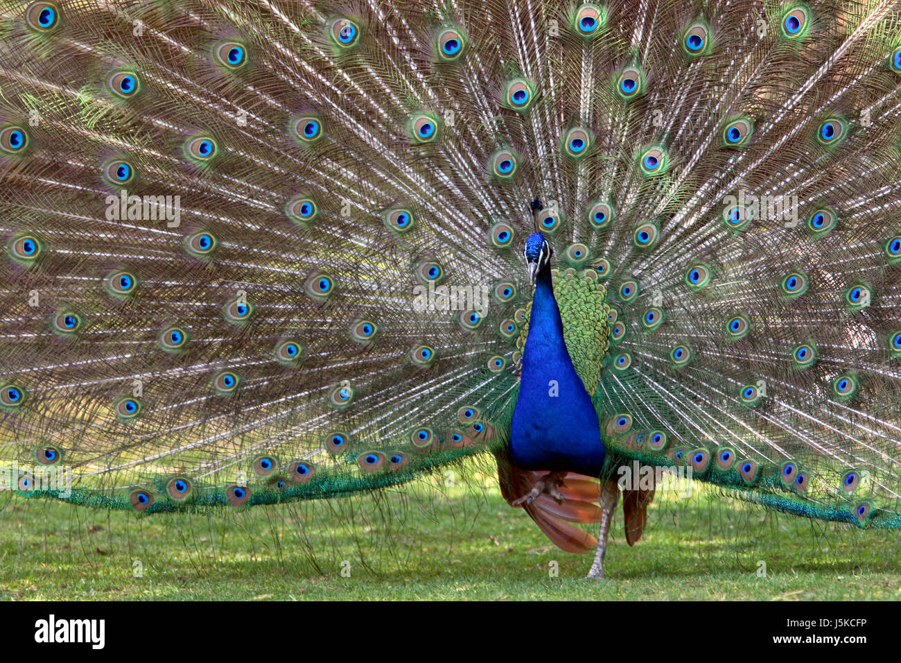 Flirting peacock hi-res stock photography and images - Alamy