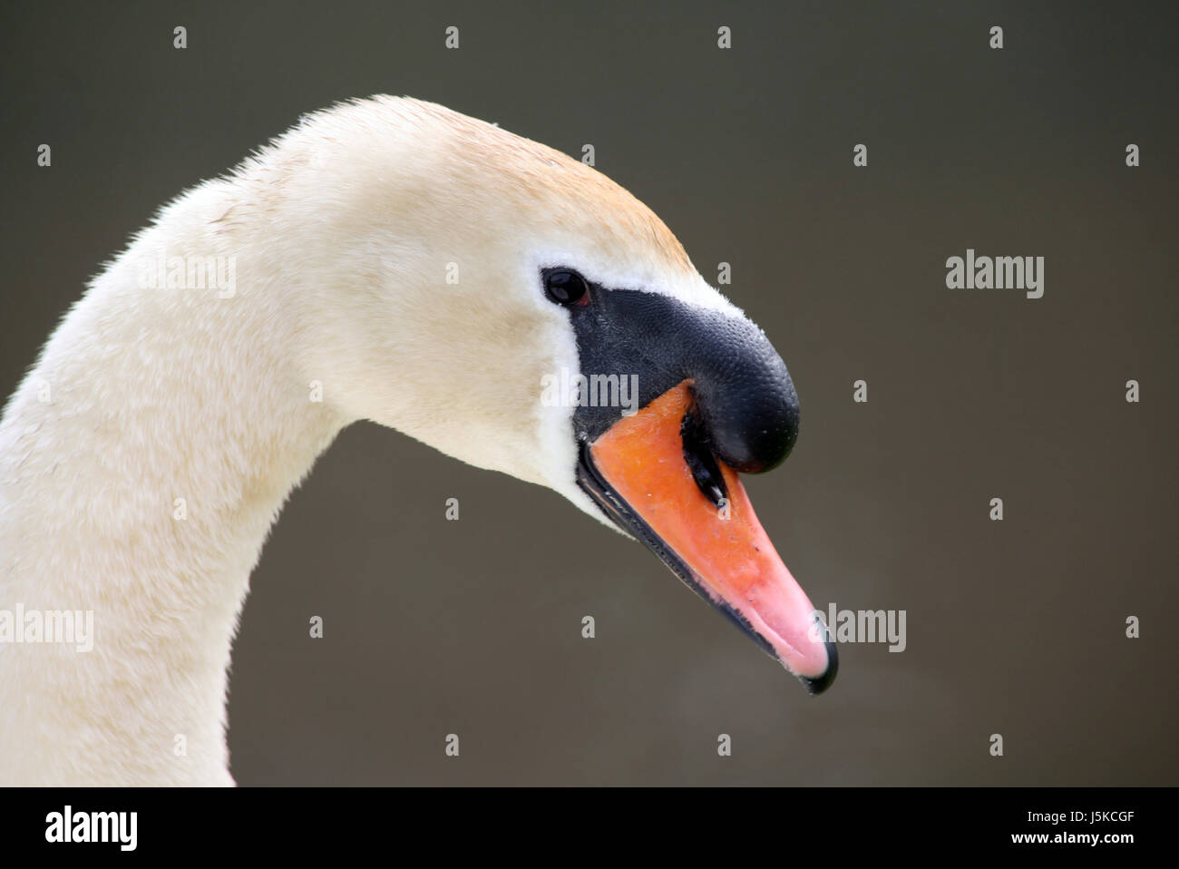 stool bird portrait eye organ swan birds feathers beak feathering ...