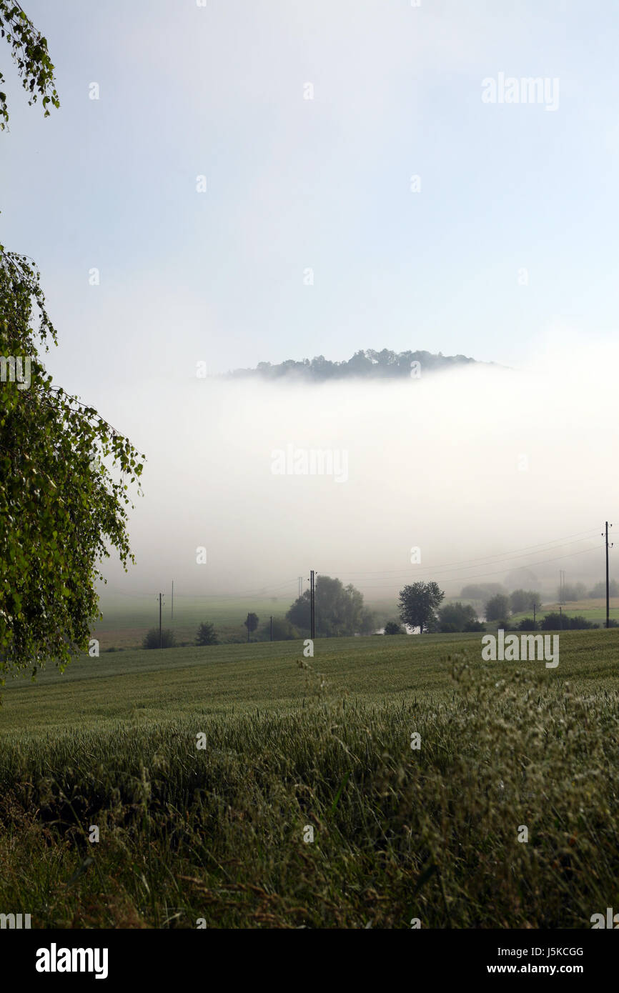 tree trees field danube sight view outlook perspective vista panorama ...