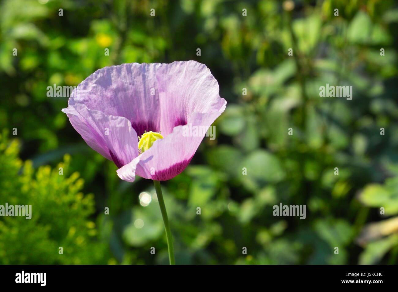 Narcein hi-res stock photography and images - Alamy