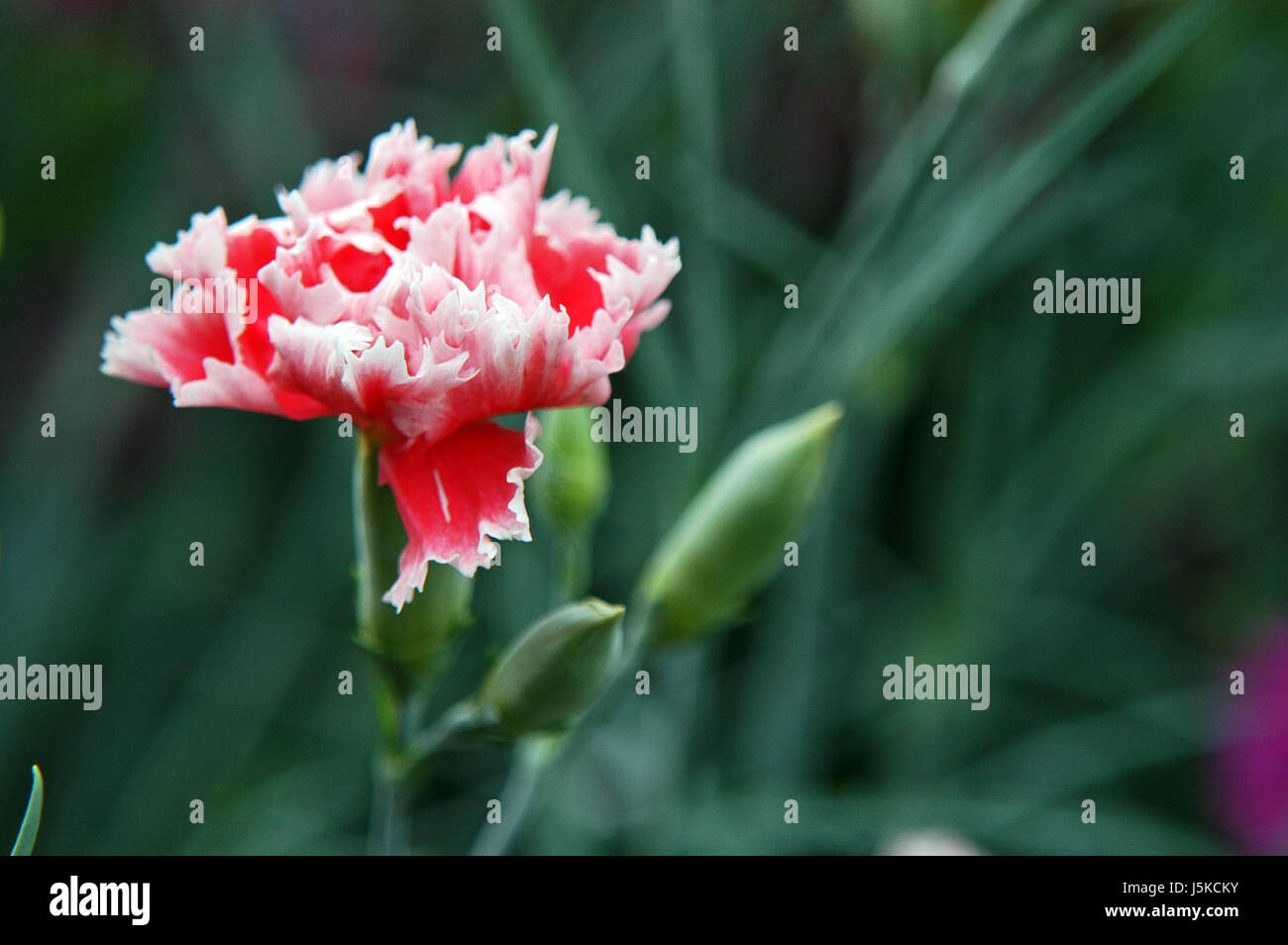 flower plant green carnation bloom blossom flourish flourishing ...