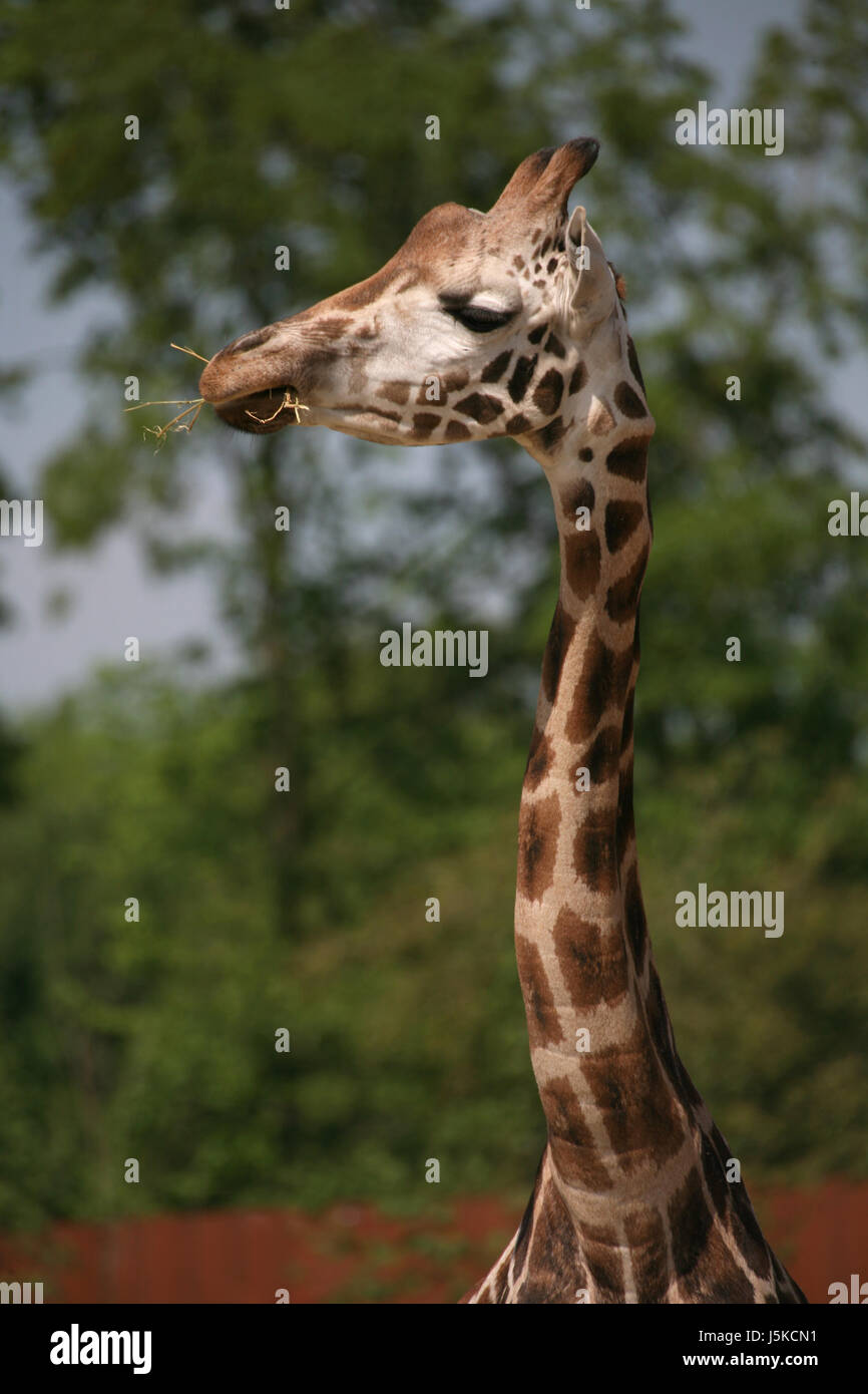 animal mammal africa savannah steppe giraffe giraffes spotted african ...