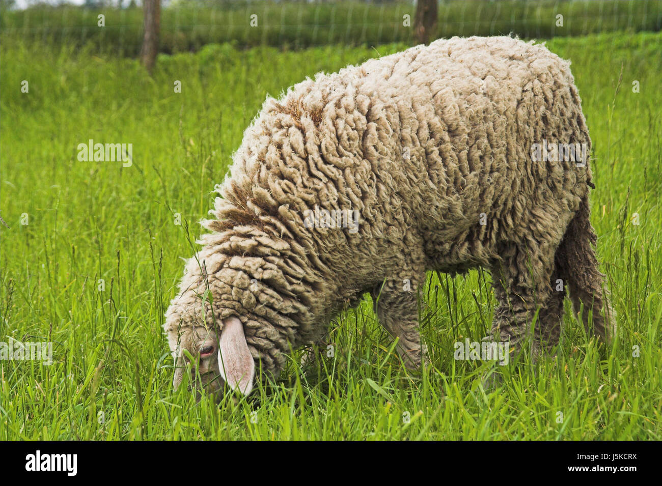 animal mammal green skin sheep wool to gorge engulf devour side view ...