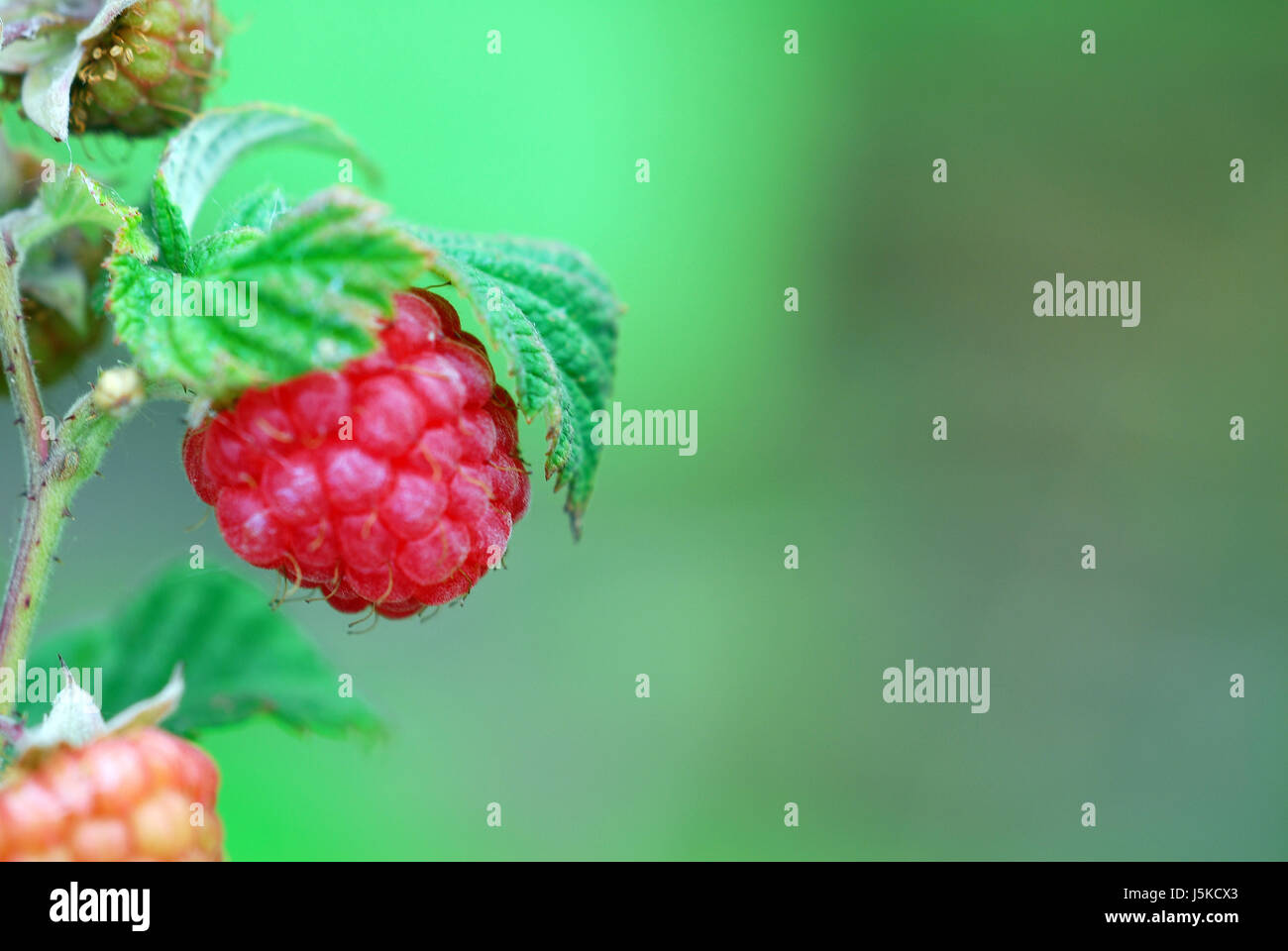 plant progenies fruits fruit climbing plant twiners berries berry ...