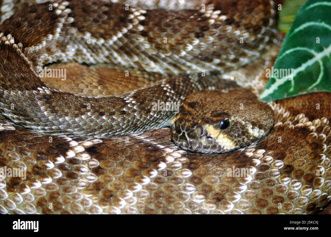 danger reptile hovel snake poison bite rattlesnake clatter poisonous ...